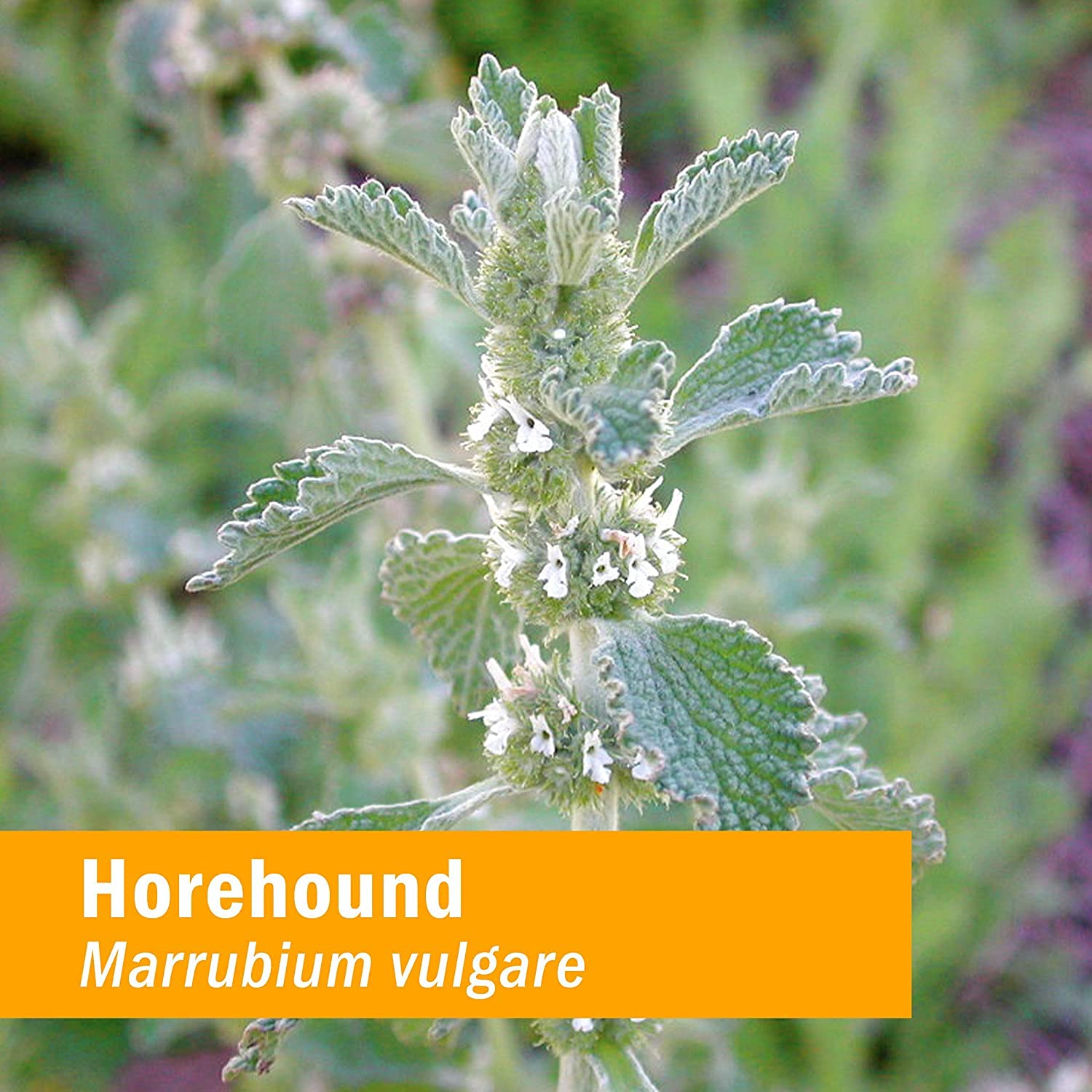 Herb Pharm herbal drops for vitality