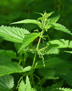 Herb Pharm herbal tincture for energy