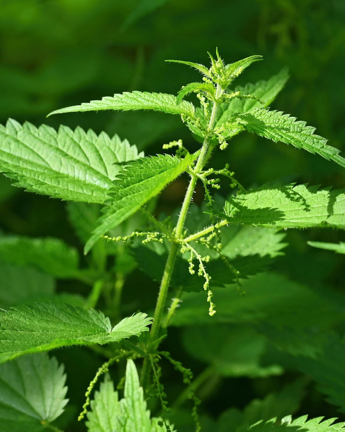 Herb Pharm herbal tincture for energy