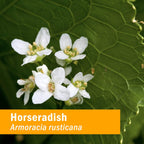 Herb Pharm horseradish herbal remedy