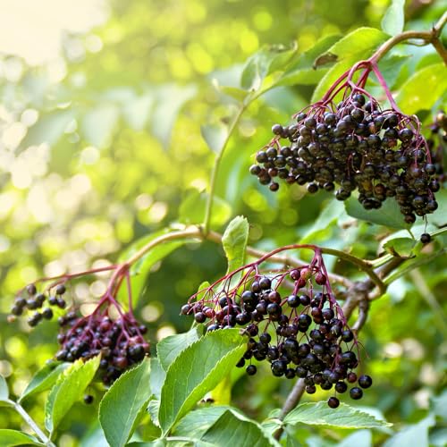 Herb Pharm Kids elderberry for wellness