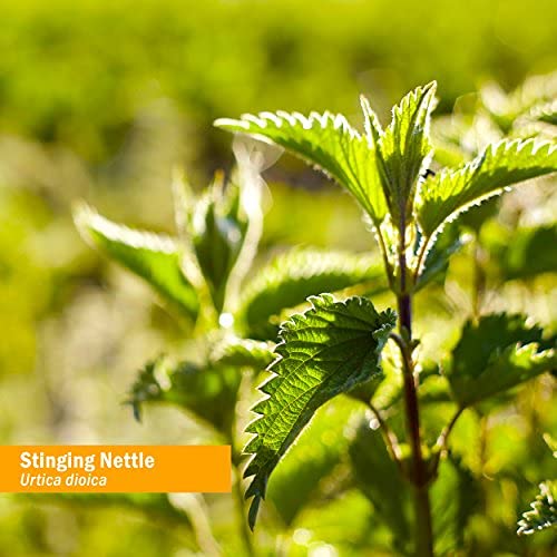 Herb Pharm nettle for holistic health