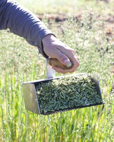 Herb Pharm oat seed for vitality
