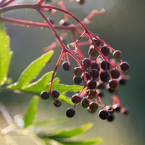 Herb Pharm organic elderberry benefits