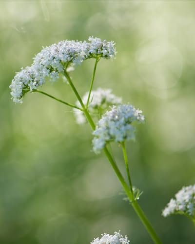 Herb Pharm organic valerian formula