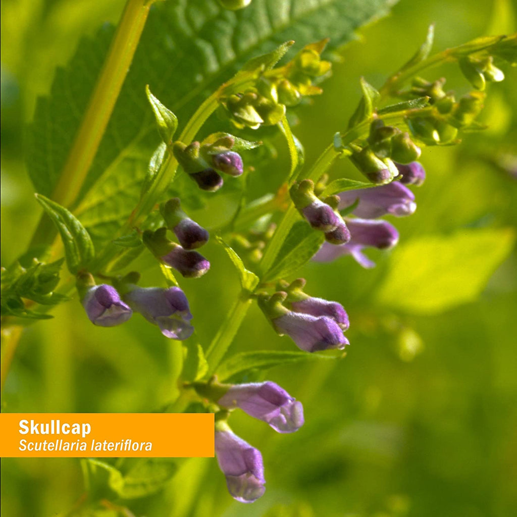 Herb Pharm Skullcap for holistic health