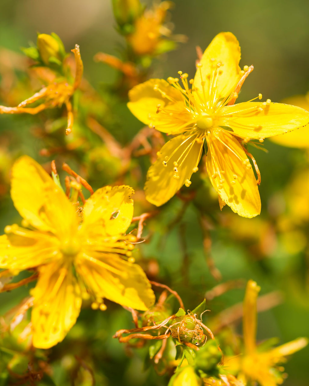 herb pharm st. john's wort benefits