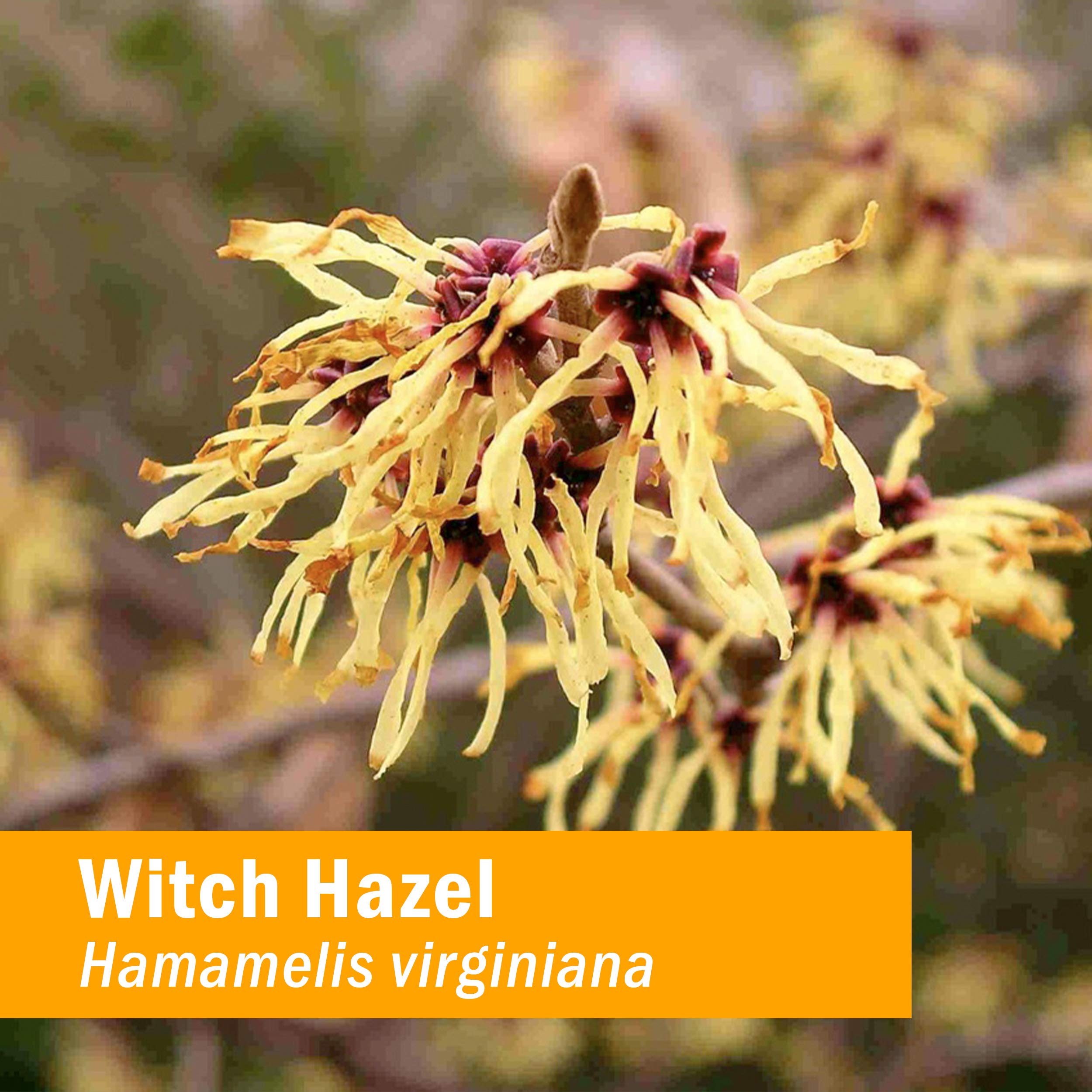Herb Pharm witch hazel extract