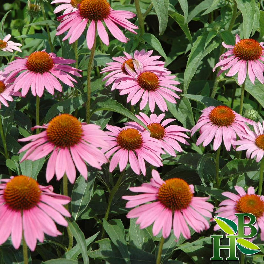 Herb To Body echinacea herbal supplement
