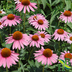 Herb To Body echinacea herbal supplement