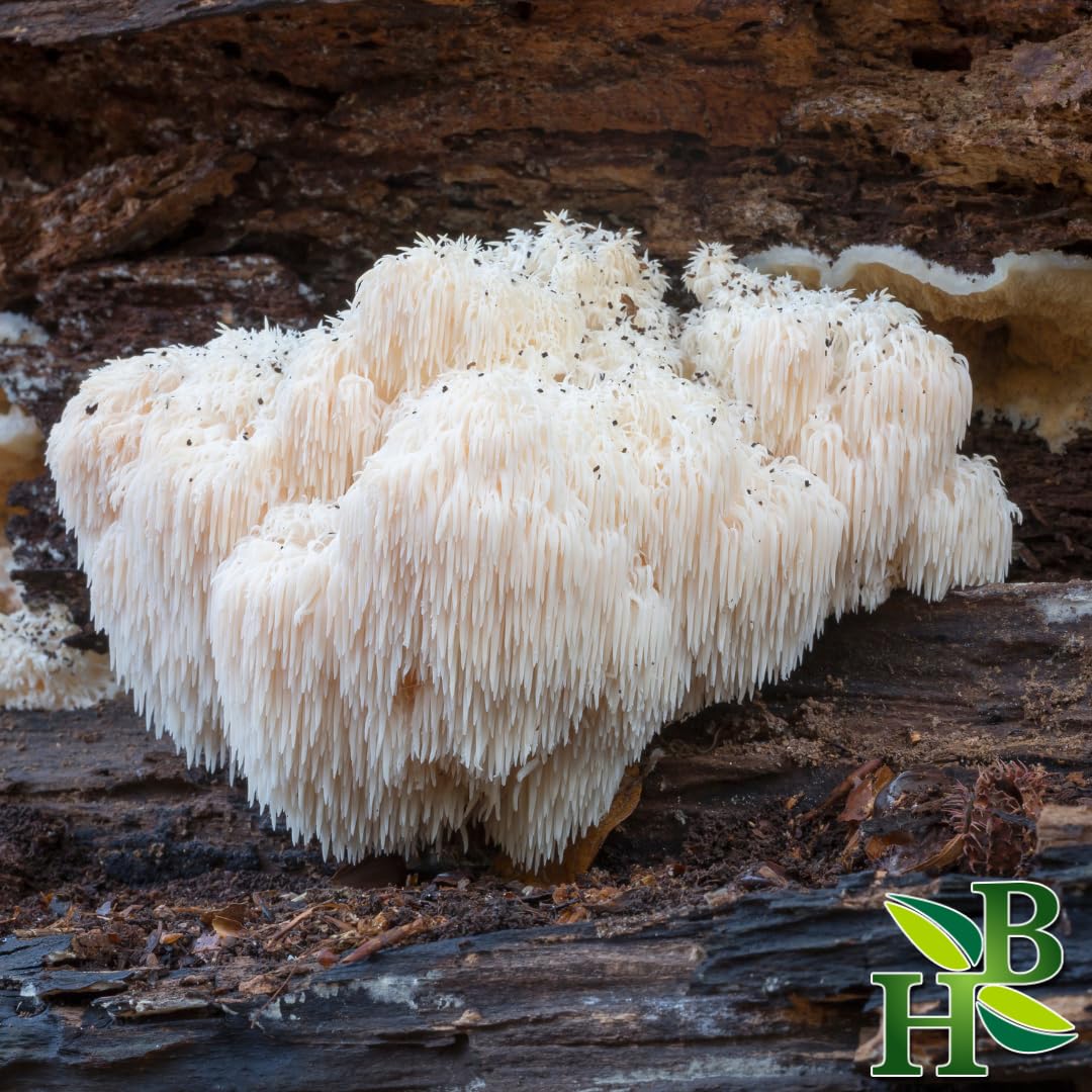 Herb To Body mushroom supplement benefits