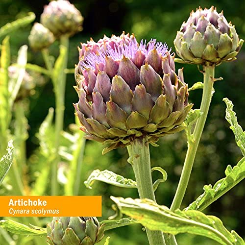 herbal artichoke extract for energy