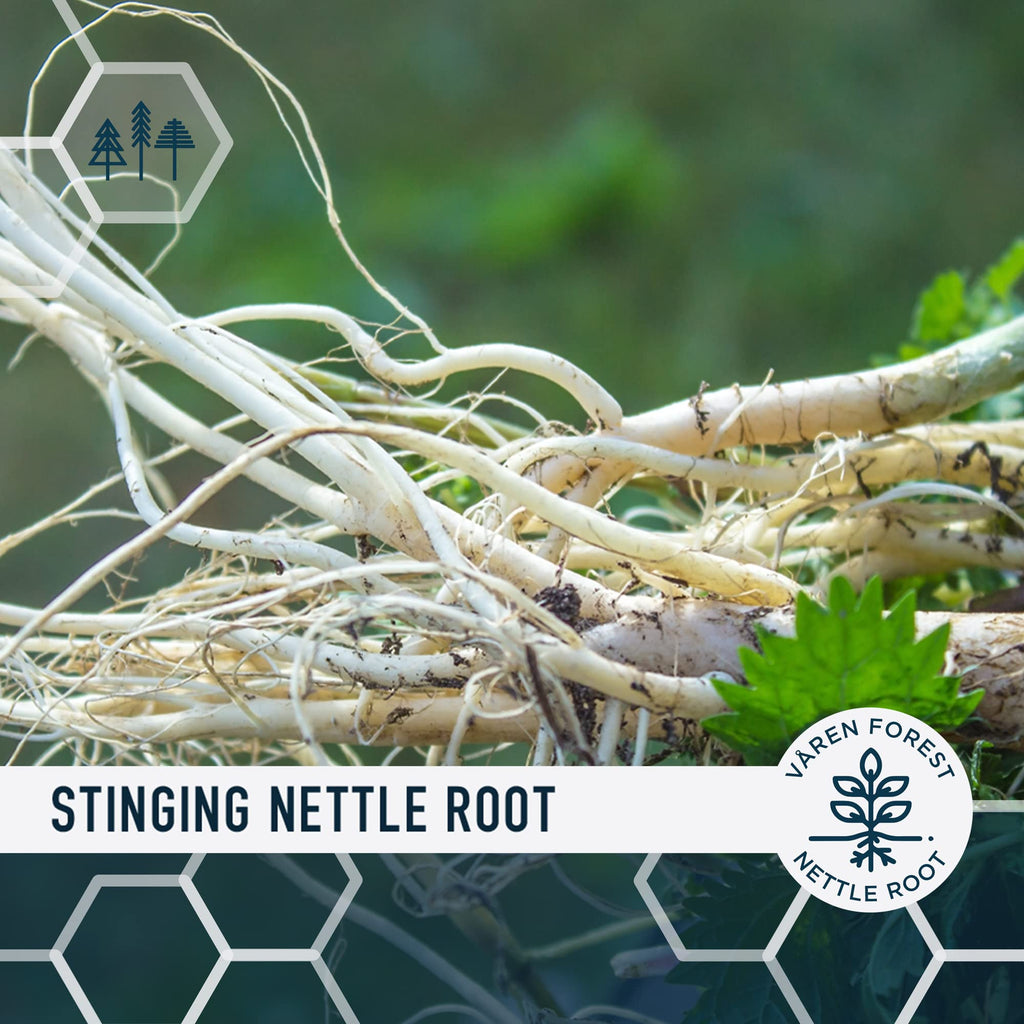 herbal benefits of nettle supplements