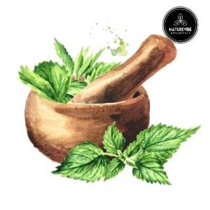 herbal benefits of stinging nettle tea