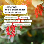 herbal berberine for immune support