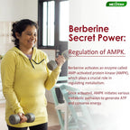 herbal berberine gummies for wellness