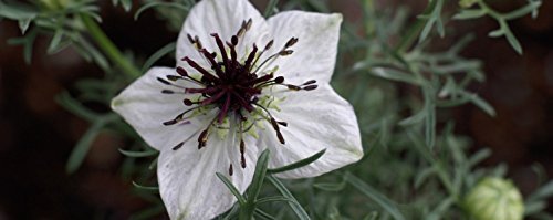 herbal black seed oil for vitality