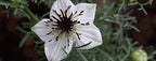 herbal black seed oil for vitality