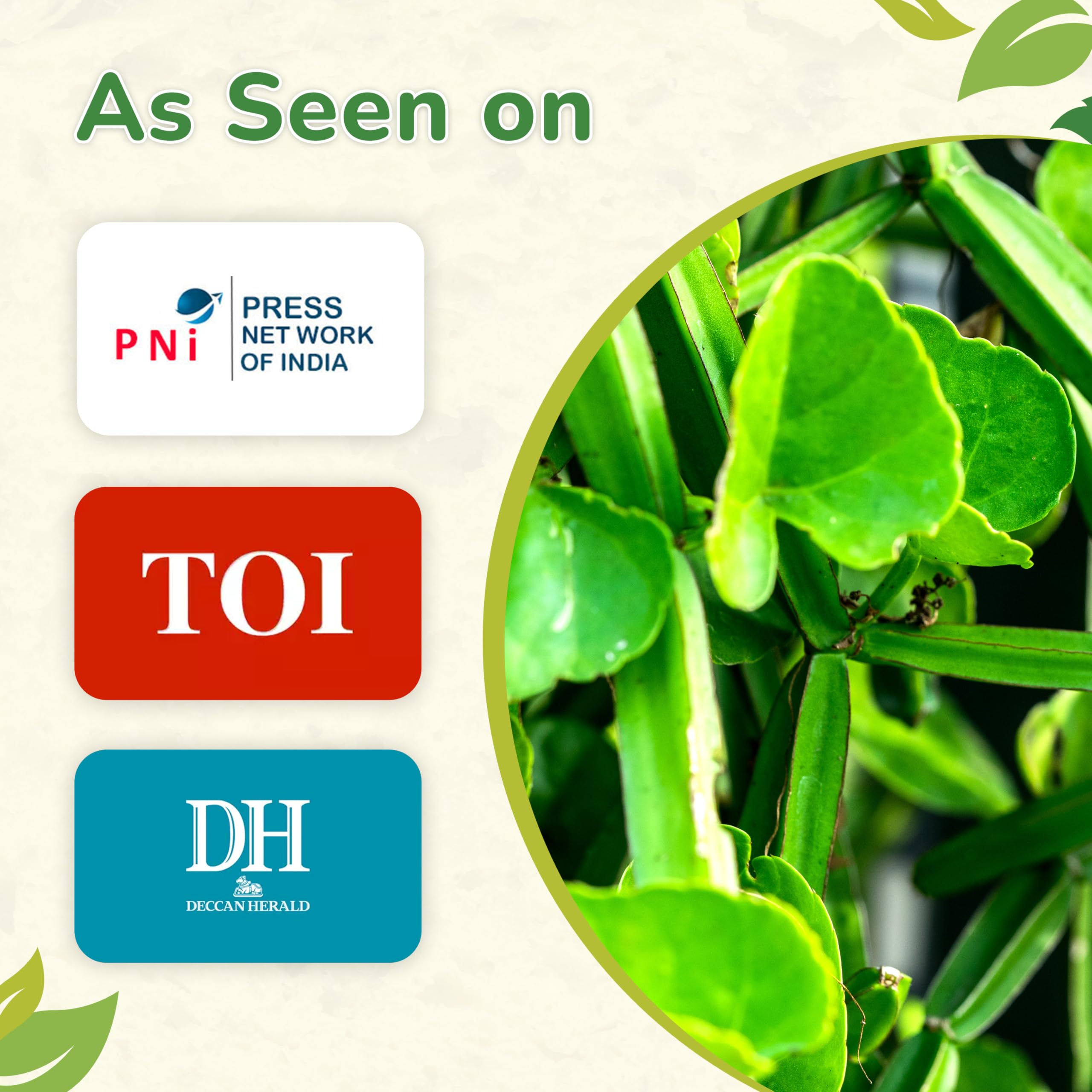 herbal blend for bone health