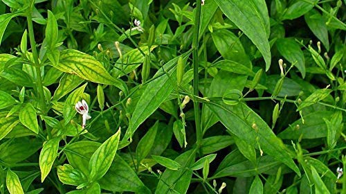 herbal blended supplements for vitality