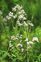 Herbal blends for soothing properties