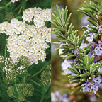 herbal blends for wellness rituals