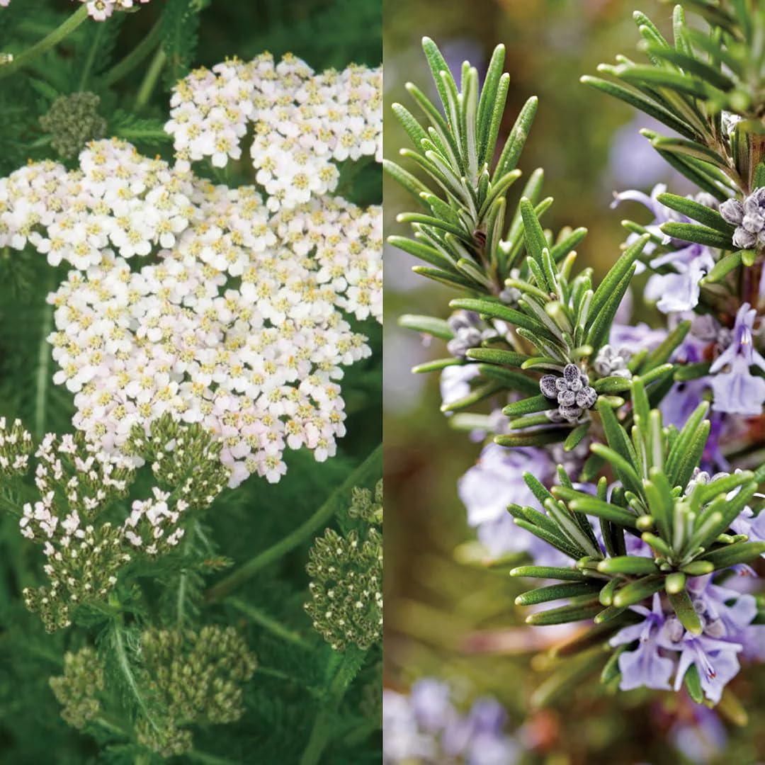 herbal blends for wellness rituals