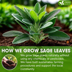 Herbal blends sage leaf powder