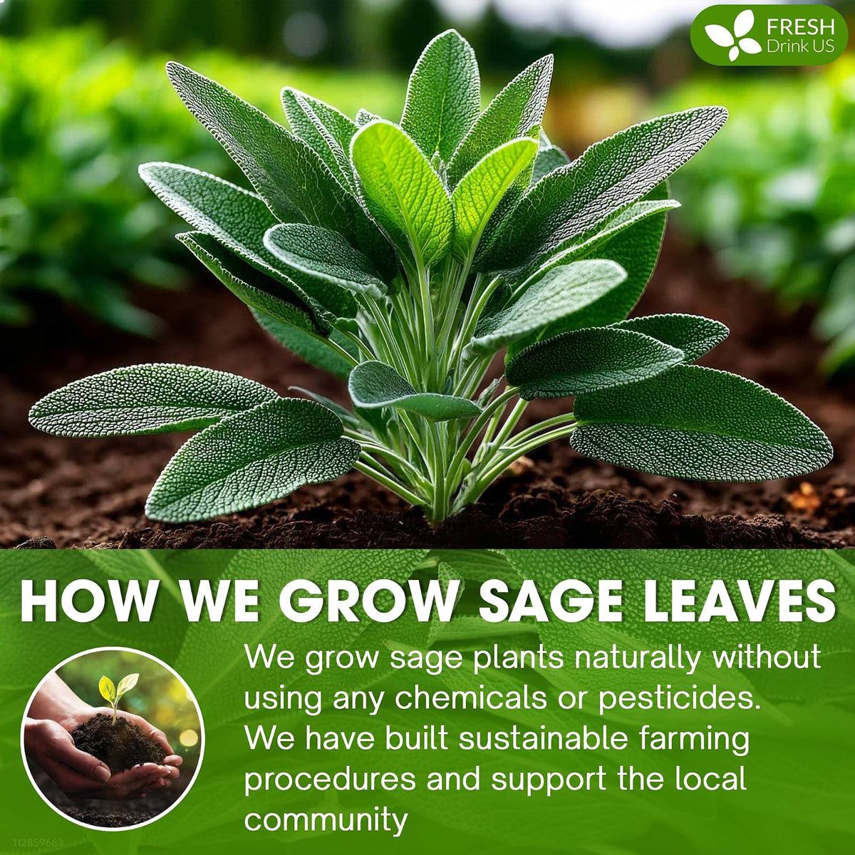 Herbal blends sage leaf powder