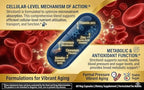 Herbal capsules with Ceylon cinnamon extract