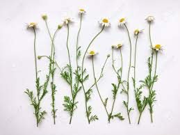 herbal chamomile tea for stress relief