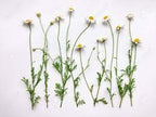 herbal chamomile tea for stress relief