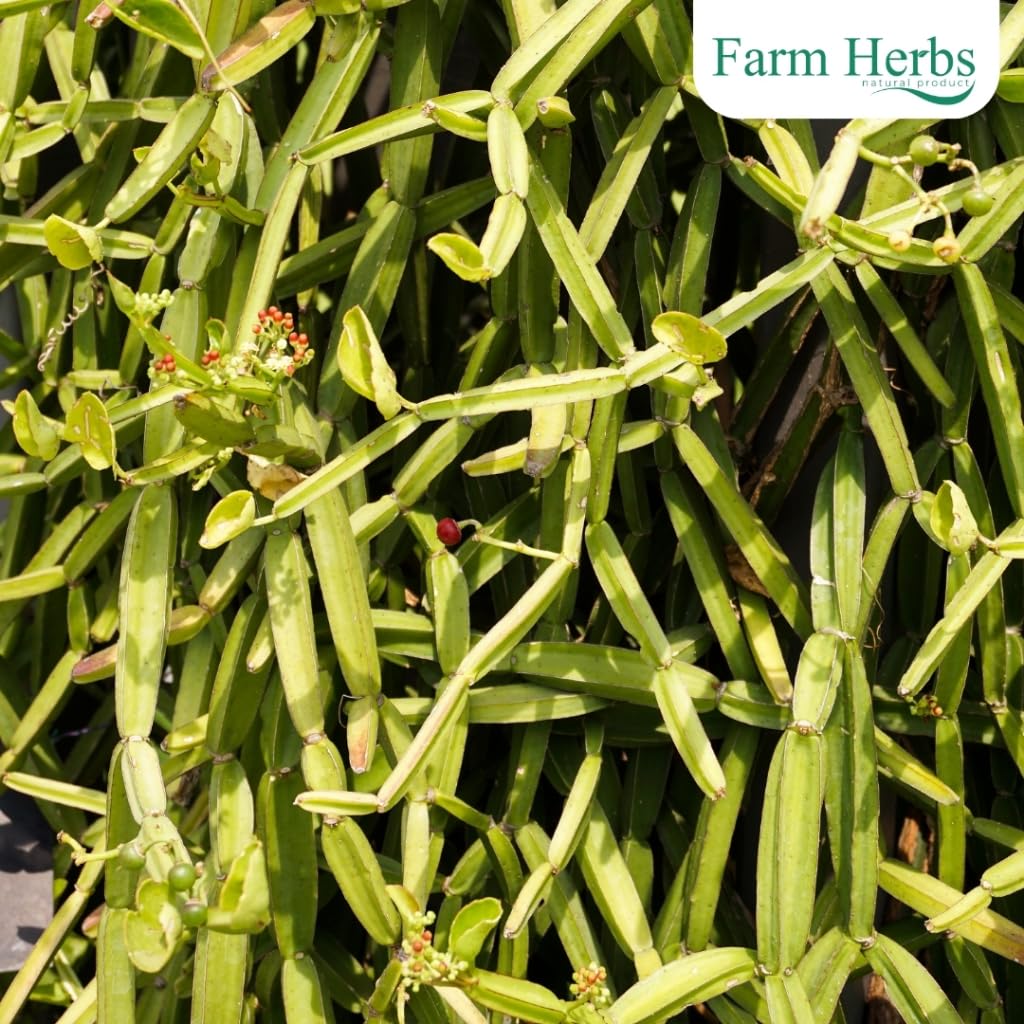 herbal cissus quadrangularis for vitality