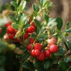 herbal cranberry extract for daily use