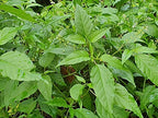 herbal detox tea for vitality