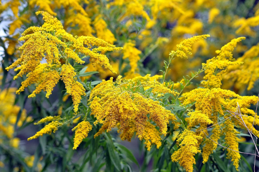 Herbal detox tea with goldenrod benefits