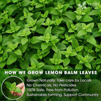 herbal detox tea with lemon balm
