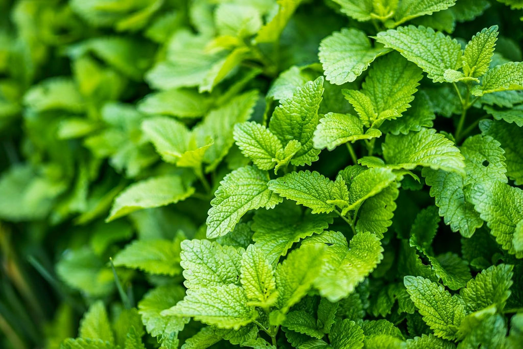 herbal detox tea with lemon balm