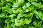 herbal detox tea with lemon balm