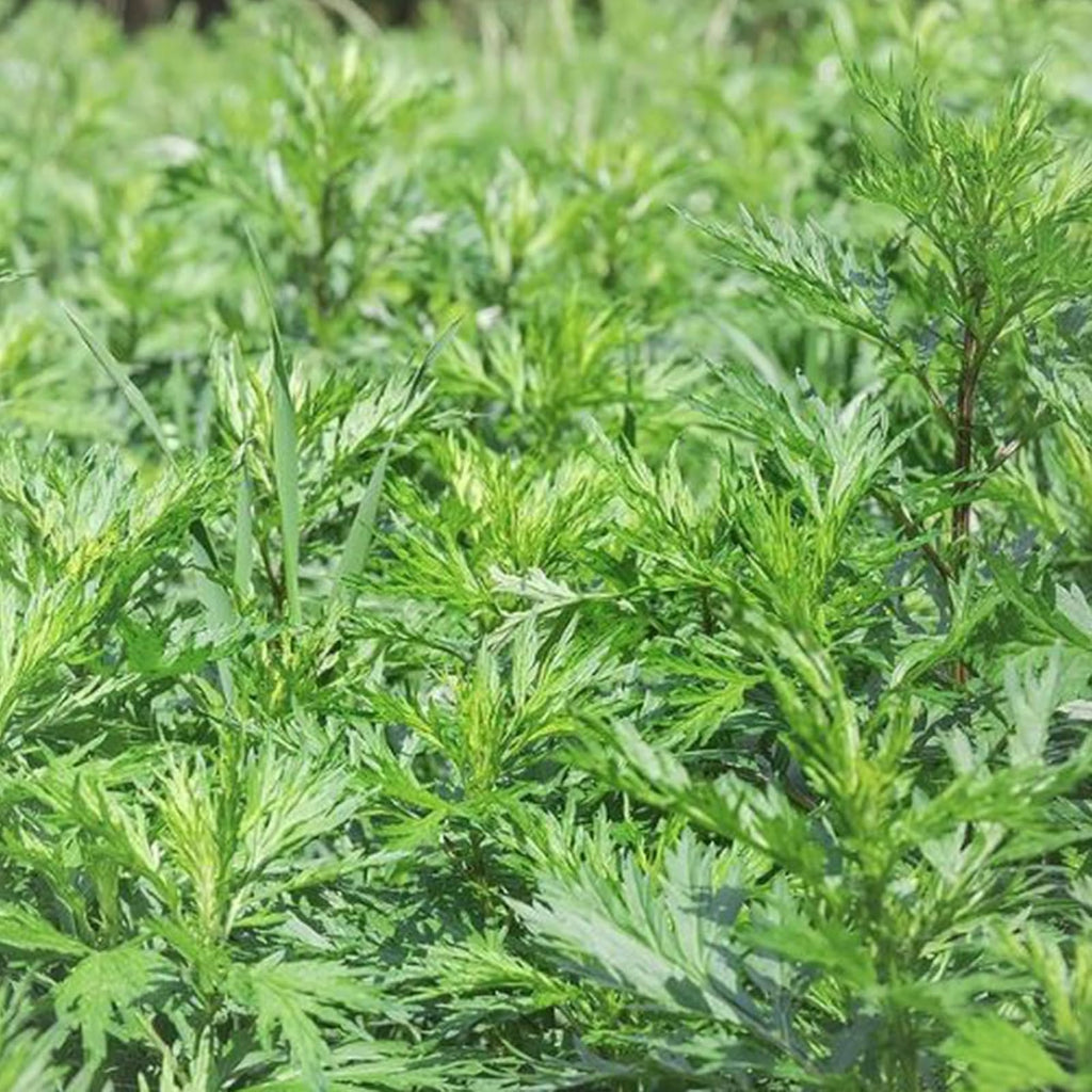herbal detox tea with mugwort