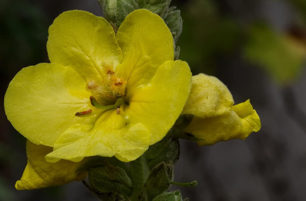 herbal detox tea with mullein