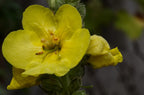 herbal detox tea with mullein