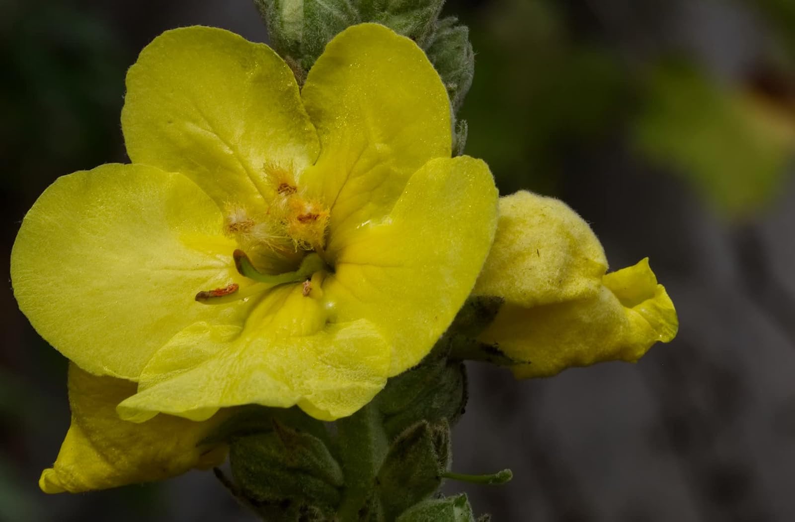 herbal detox tea with mullein