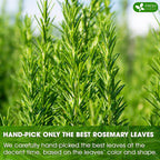 herbal detox tea with rosemary