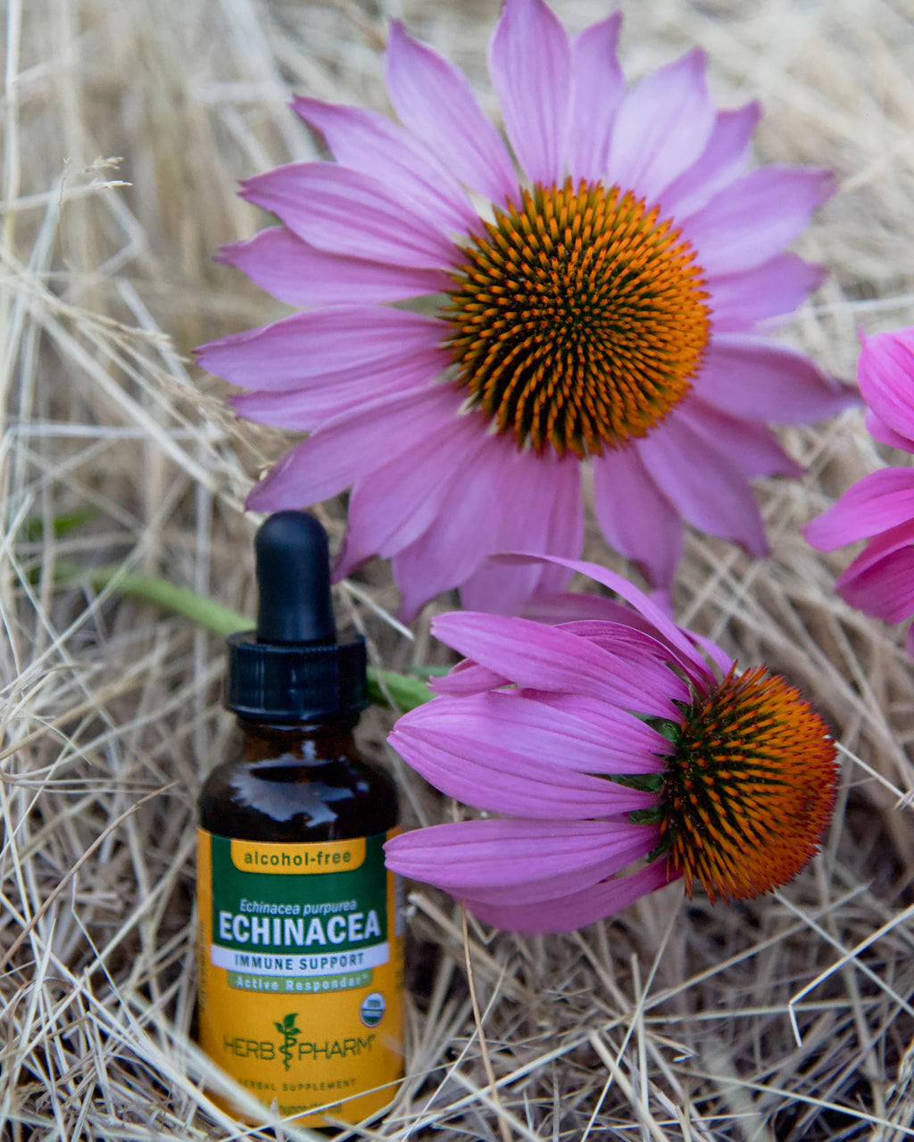 herbal echinacea for seasonal support