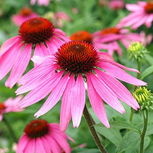 Herbal echinacea for soothing throat