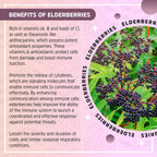 herbal elderberry remedy for colds