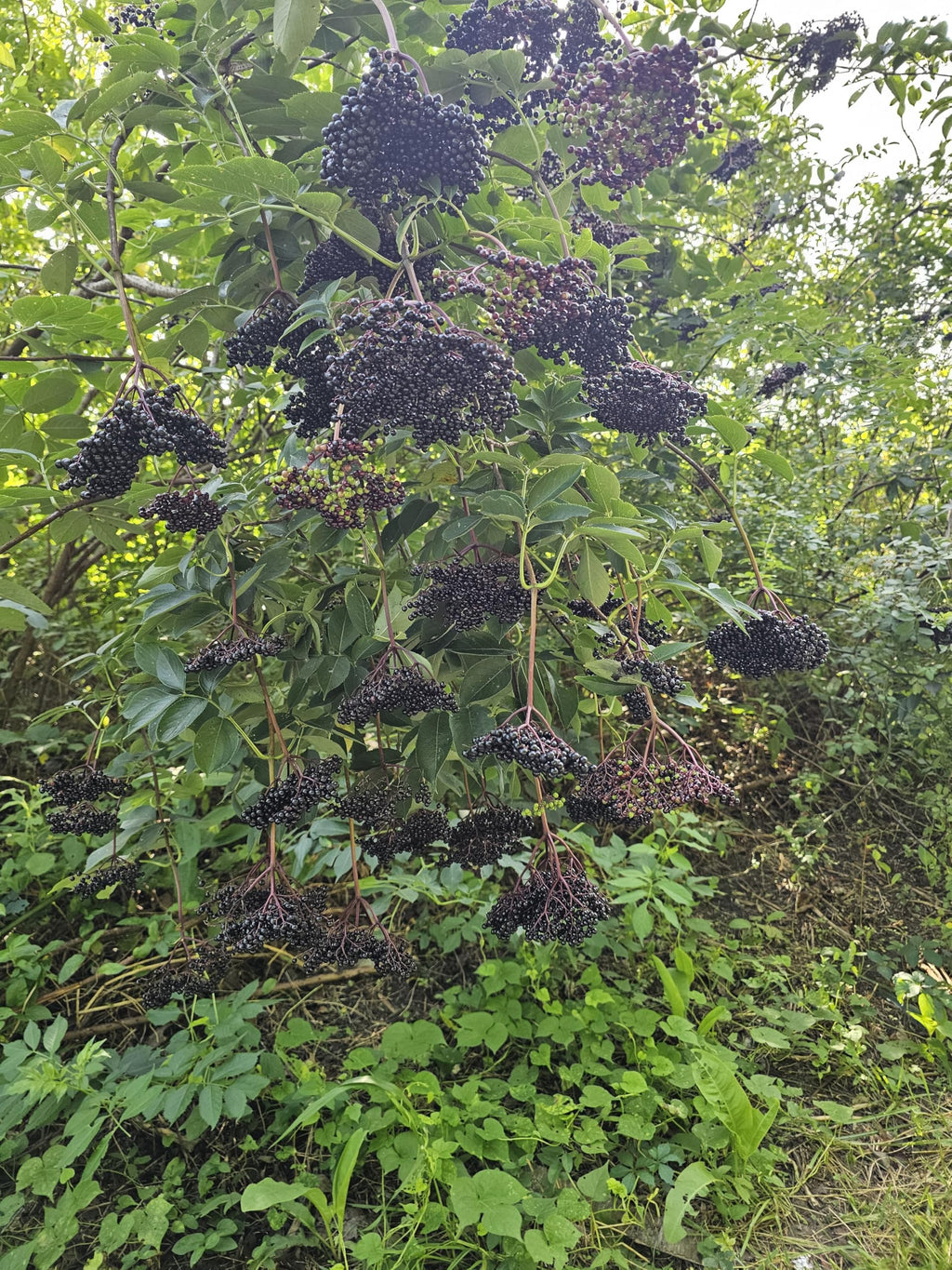 herbal elderberry supplement for vitality