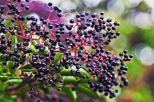 herbal elderberry syrup for vitality