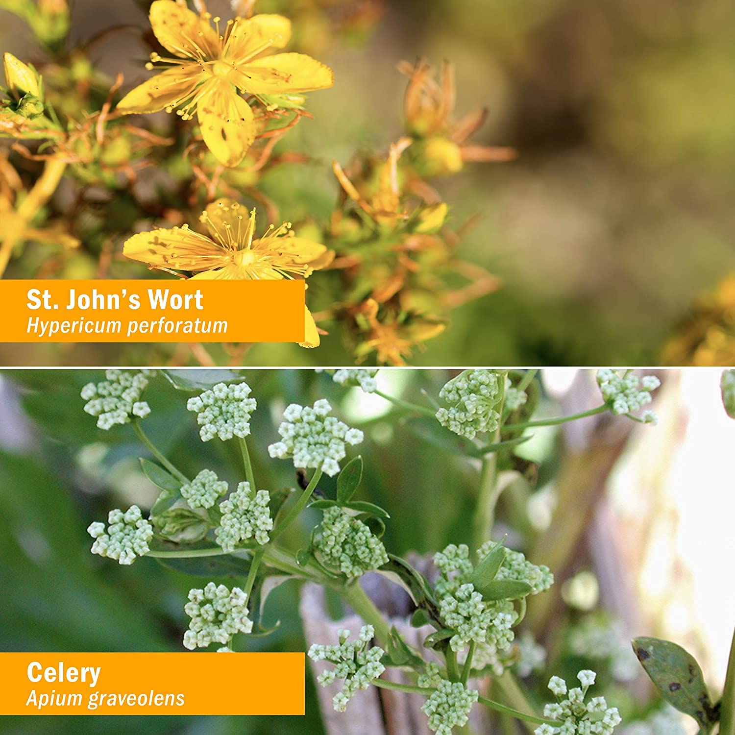 Herbal extract for mental wellness